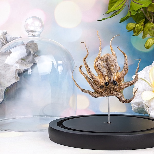 Octopus Display - Etsy