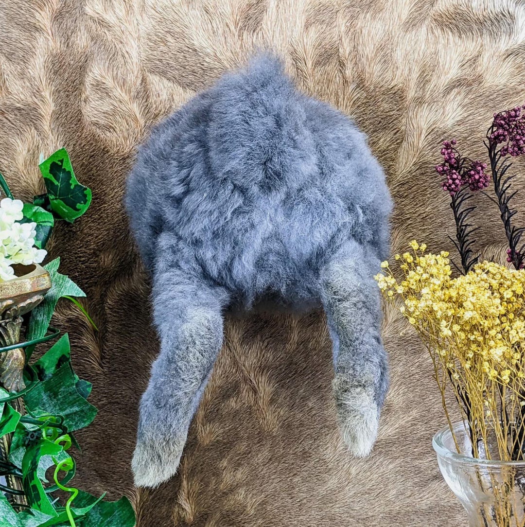 Bunny Rabbit Butt Rump Taxidermy Oddities Curiosity Half Mount Specimen ...