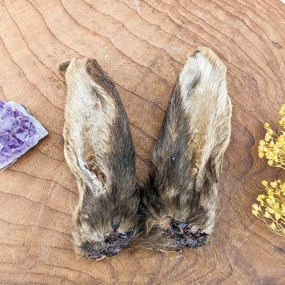 Rabbit Bunny Ears 4 Taxidermy Oddities Curiosities Craft Victorian ...