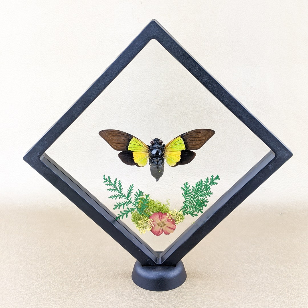 Cicada Floating Frame Display W56a Taxidermy Entomology Oddities ...