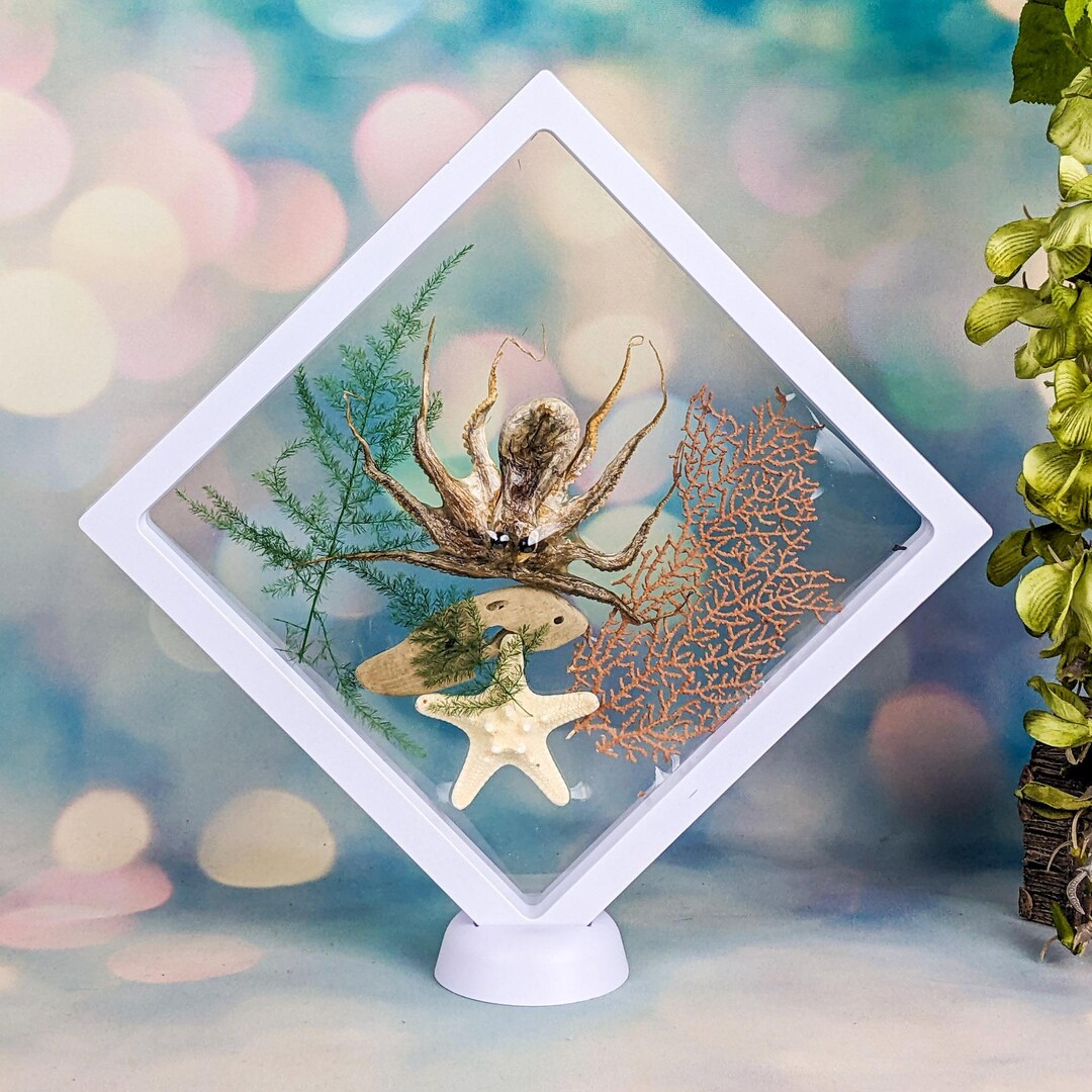 Octopus Floating Display Taxidermy Curiosities Oddities Ocean Preserved ...