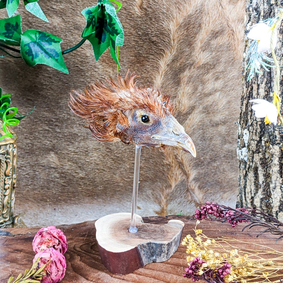 Chicken Head Mount Taxidermy Display Chick Bird Curiosities Oddities ...
