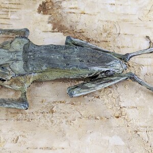 M47c Taxidermy Large Rare F Silver Tree Frog Framed Display Specimen ...