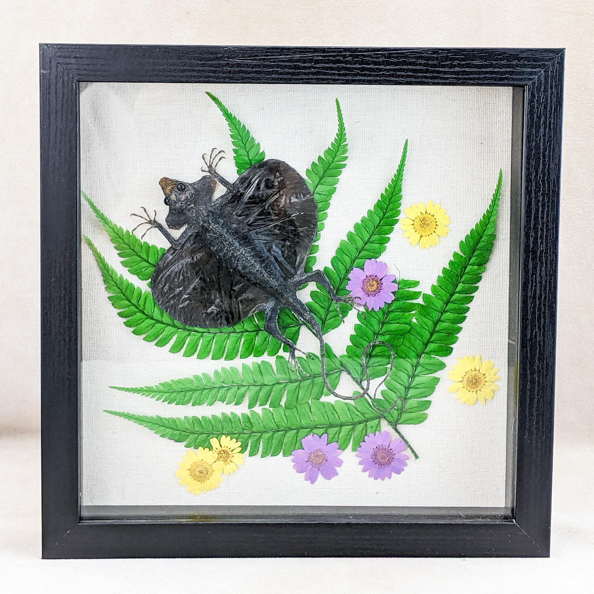 Draco Volans Lizard Floating Display Taxidermy Oddities Curiosities ...