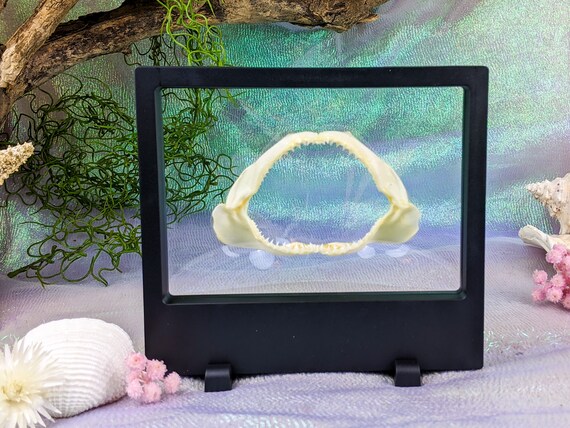 Home & Living W27i Taxidermy Oddities Curiosities Common Spinner Shark ...