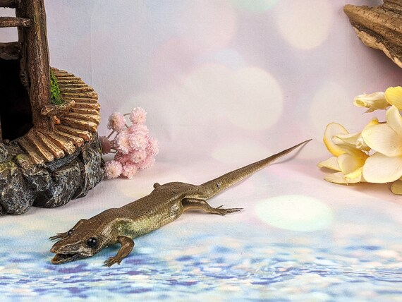 Sun Lizard