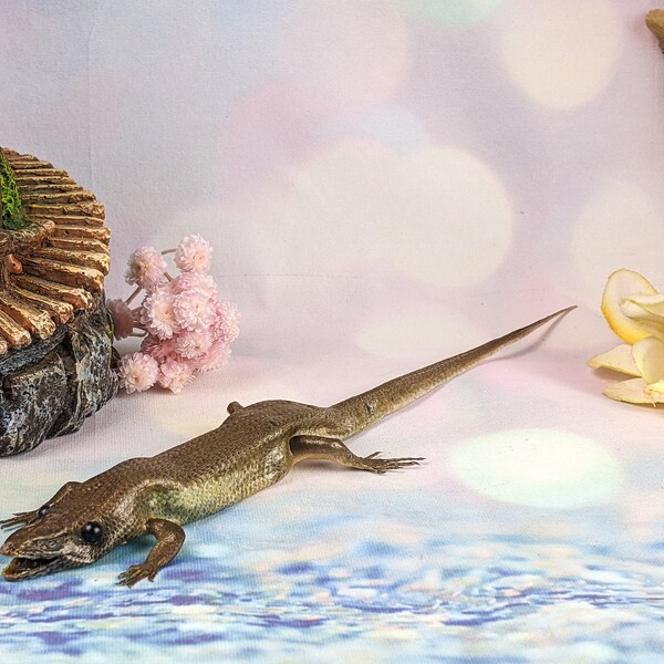 Taxidermy Lizard - Etsy