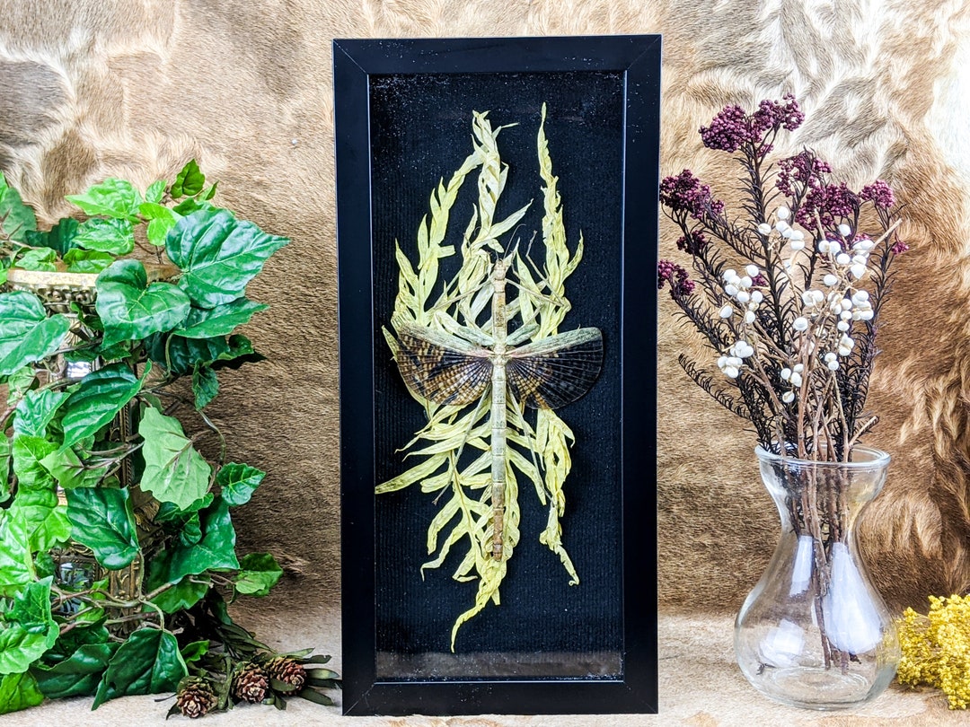 Indonesian Stick Bug Insect Shadowbox Y115e Taxidermy Entomology