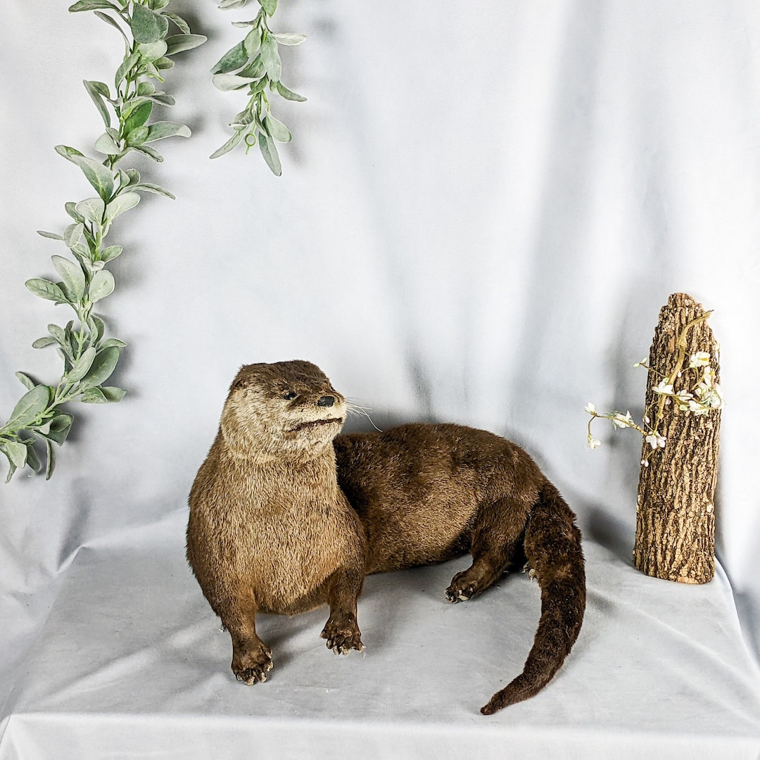 Br123 Laying Otter Taxidermy Display Oddities Curiosities Collection ...