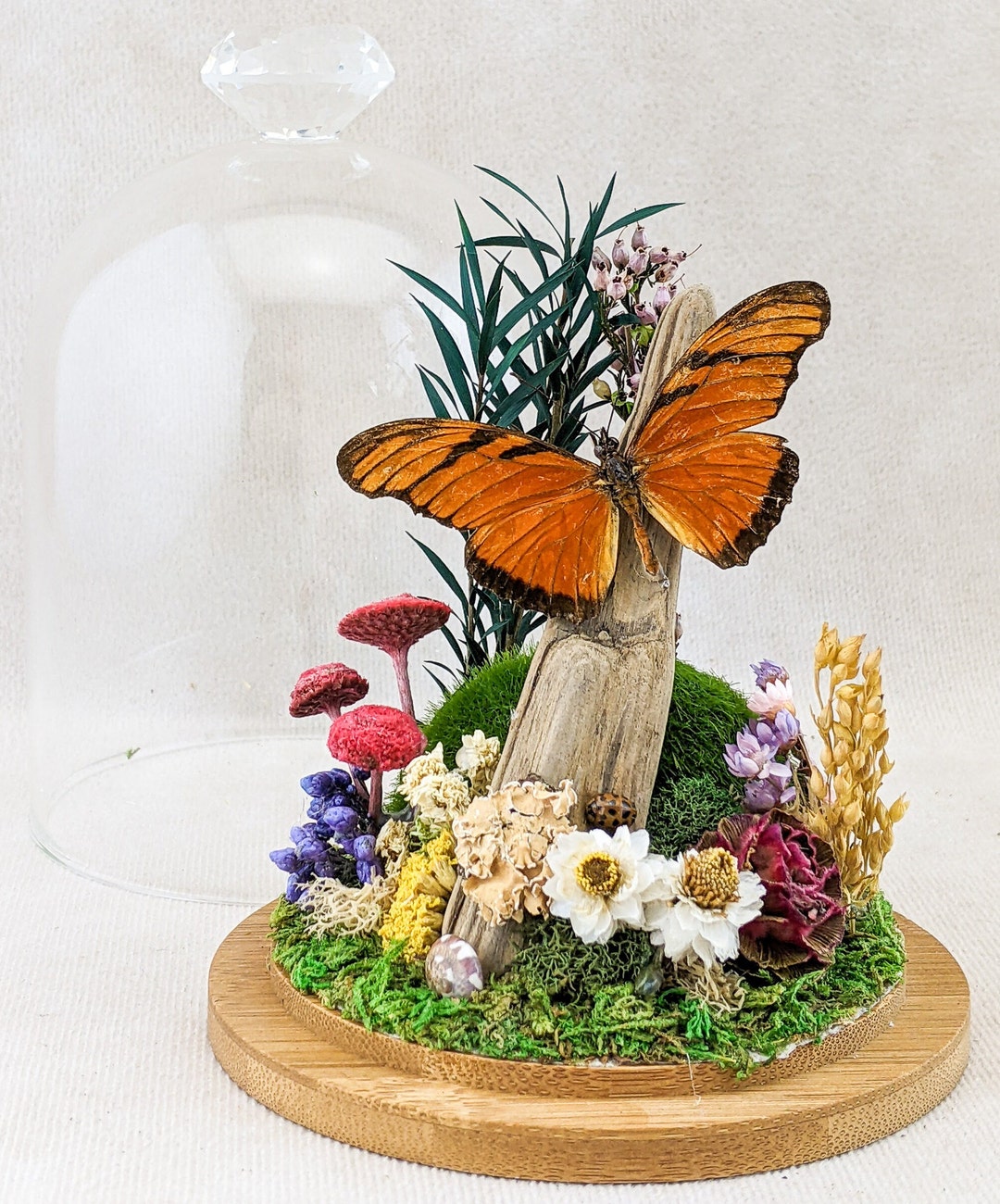 Juno Longwing Butterfly Glass Dome Display Taxidermy Display Entomology ...