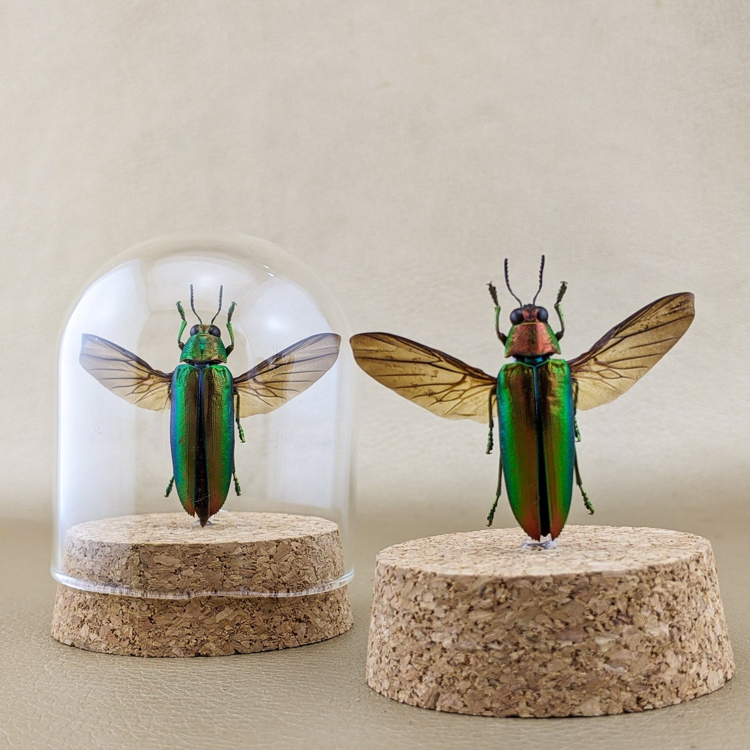 Q14d Spread Jewel Beetles Glass Dome Display Specimen Entomology ...