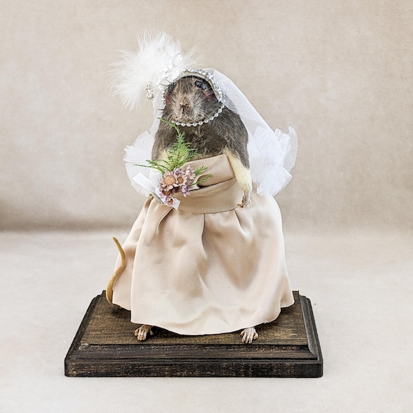 Taxidermy Rat - Etsy