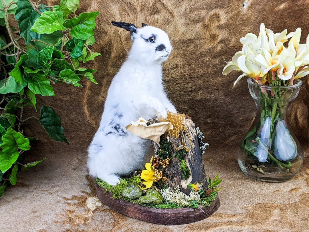 Baby Bunny Rabbit Honeycomb & Bees Display Taxidermy Oddities Curiosity ...