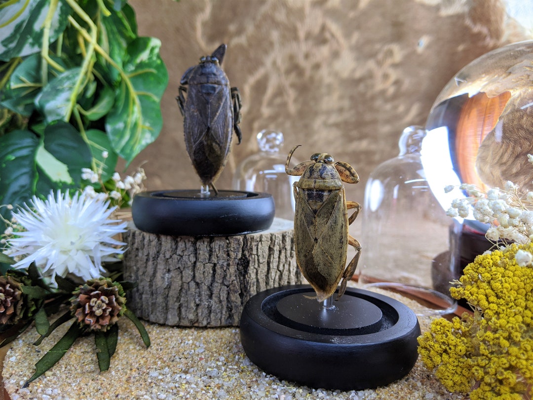 Lg Water Bug Glass Beetle Display Home Specimen Collectible Educational ...