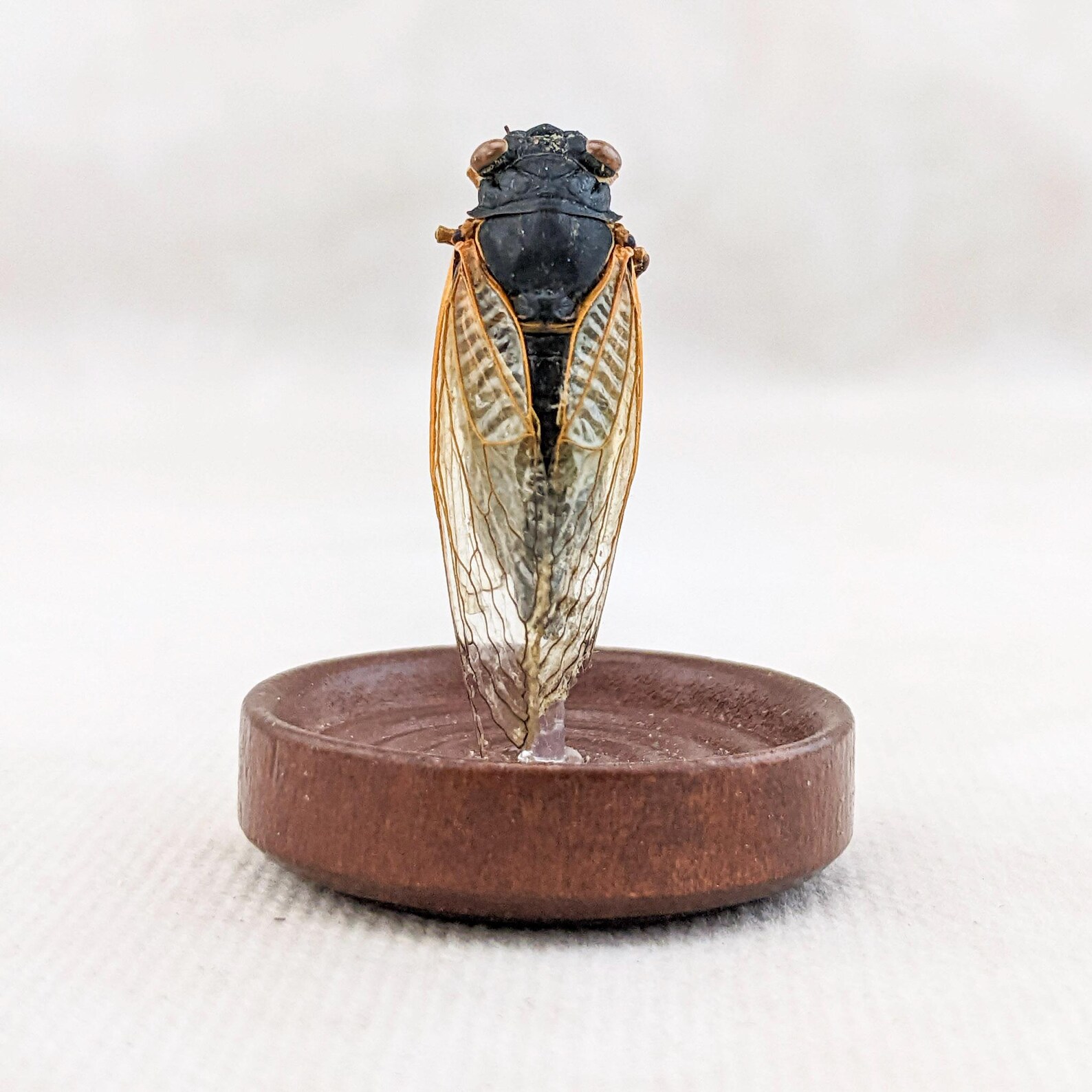 Locust Cicada Glass Dome Display Entomology Taxidermy Oddities ...