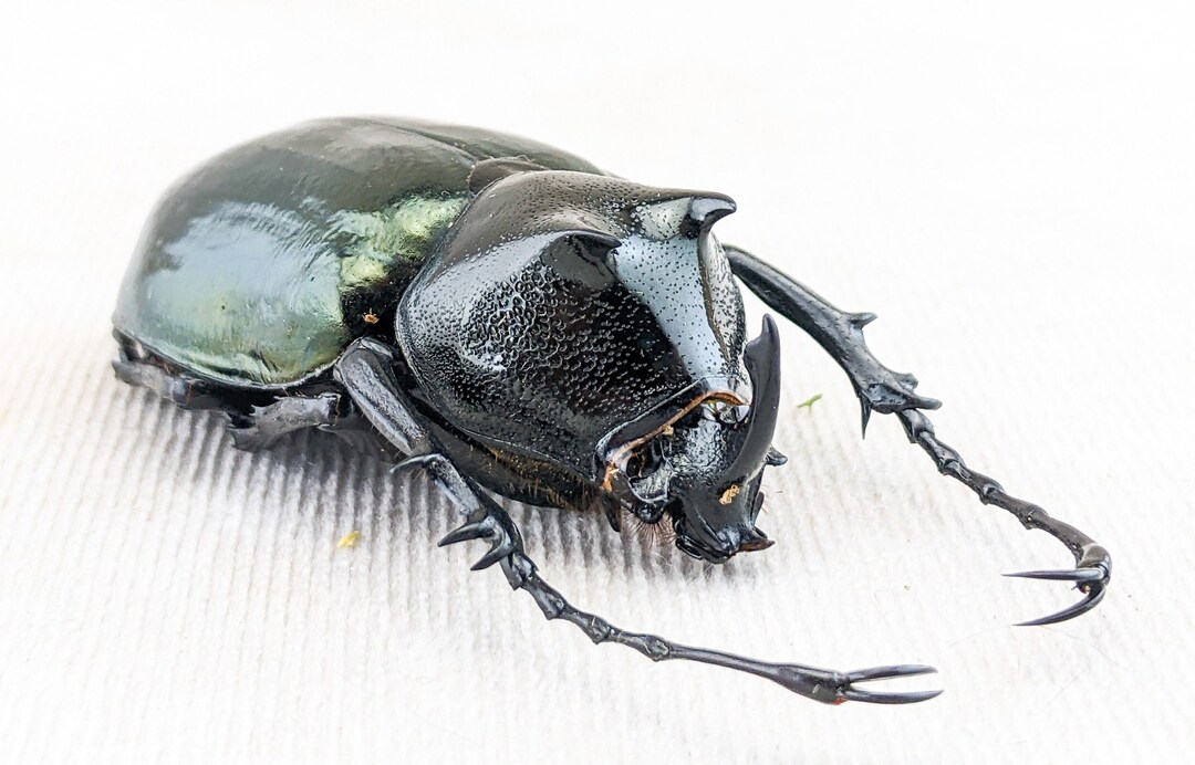 Atlas Beetle Chalcosoma Chiron Oddities Curiosities Specimen Insect 50 ...