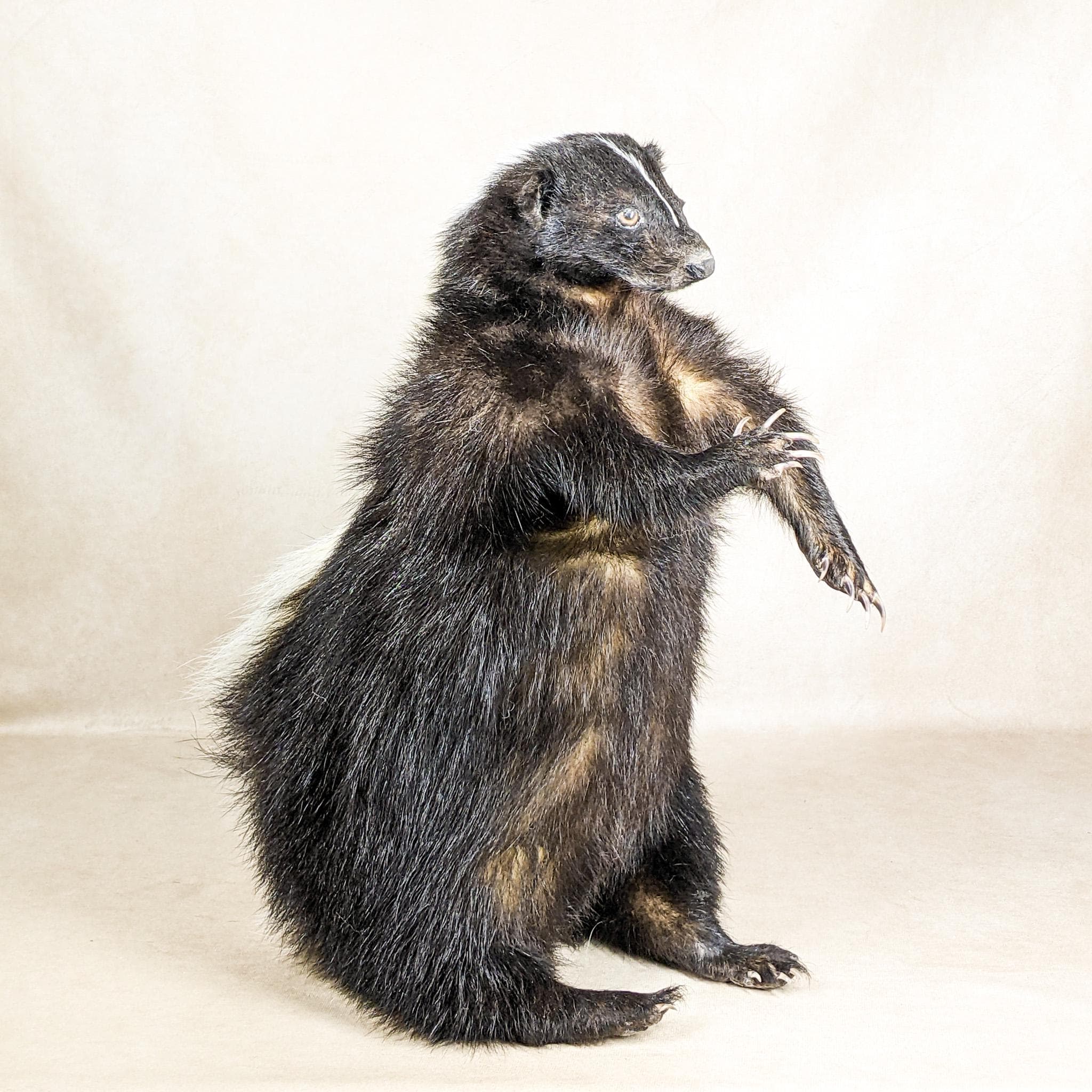 Skunk Mount Taxidermy Oddities Curiosities Collectible Specimen Cabin ...