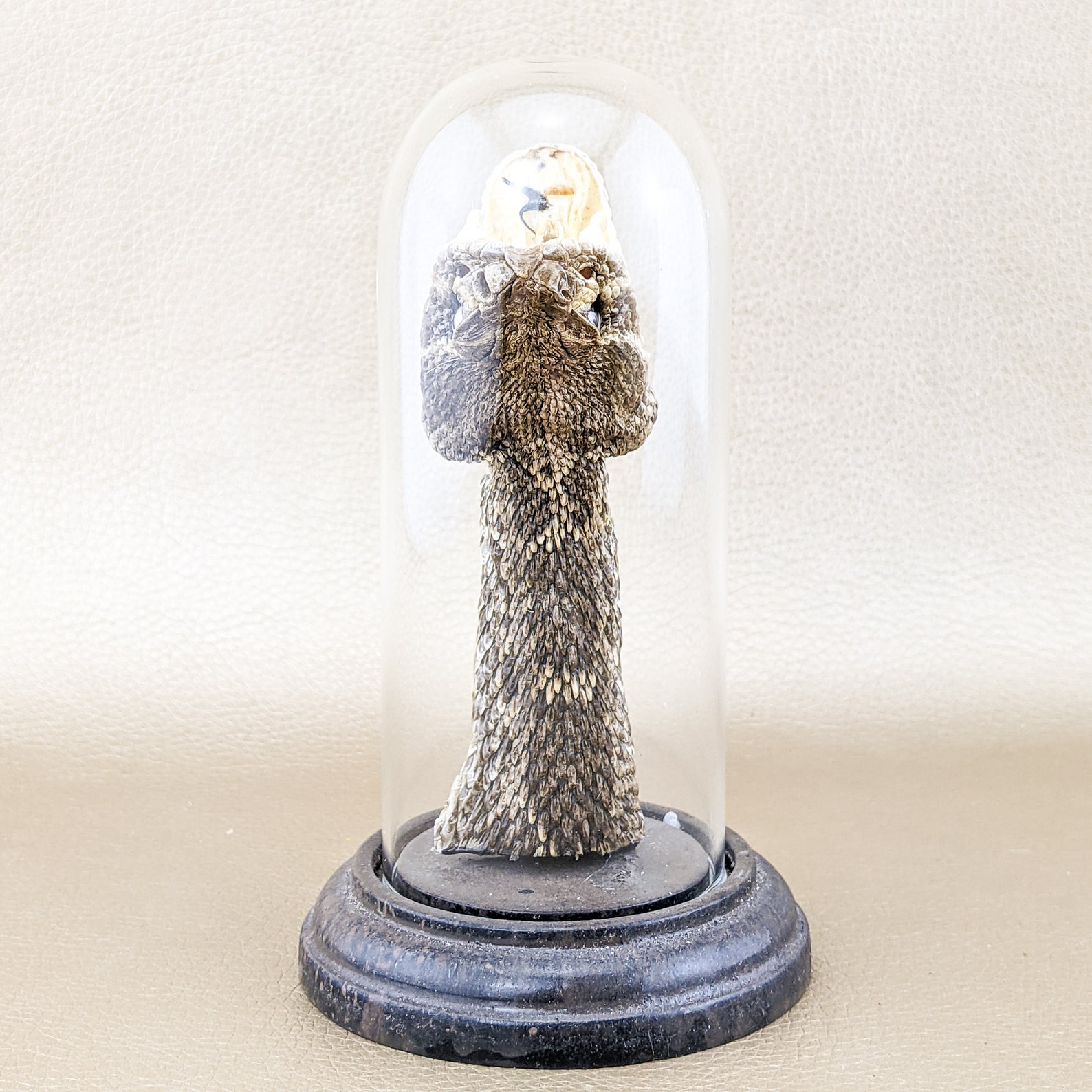 V32a Rattlesnake Snake Head Glass Dome Display Taxidermy - Etsy