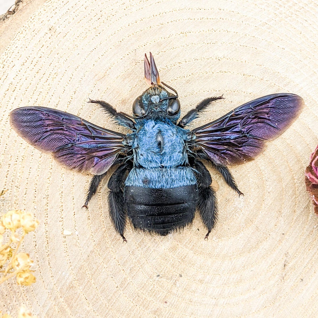 Blue Carpenter Bee Taxidermy Oddity Curiosities Xylocopa Caerulea ...