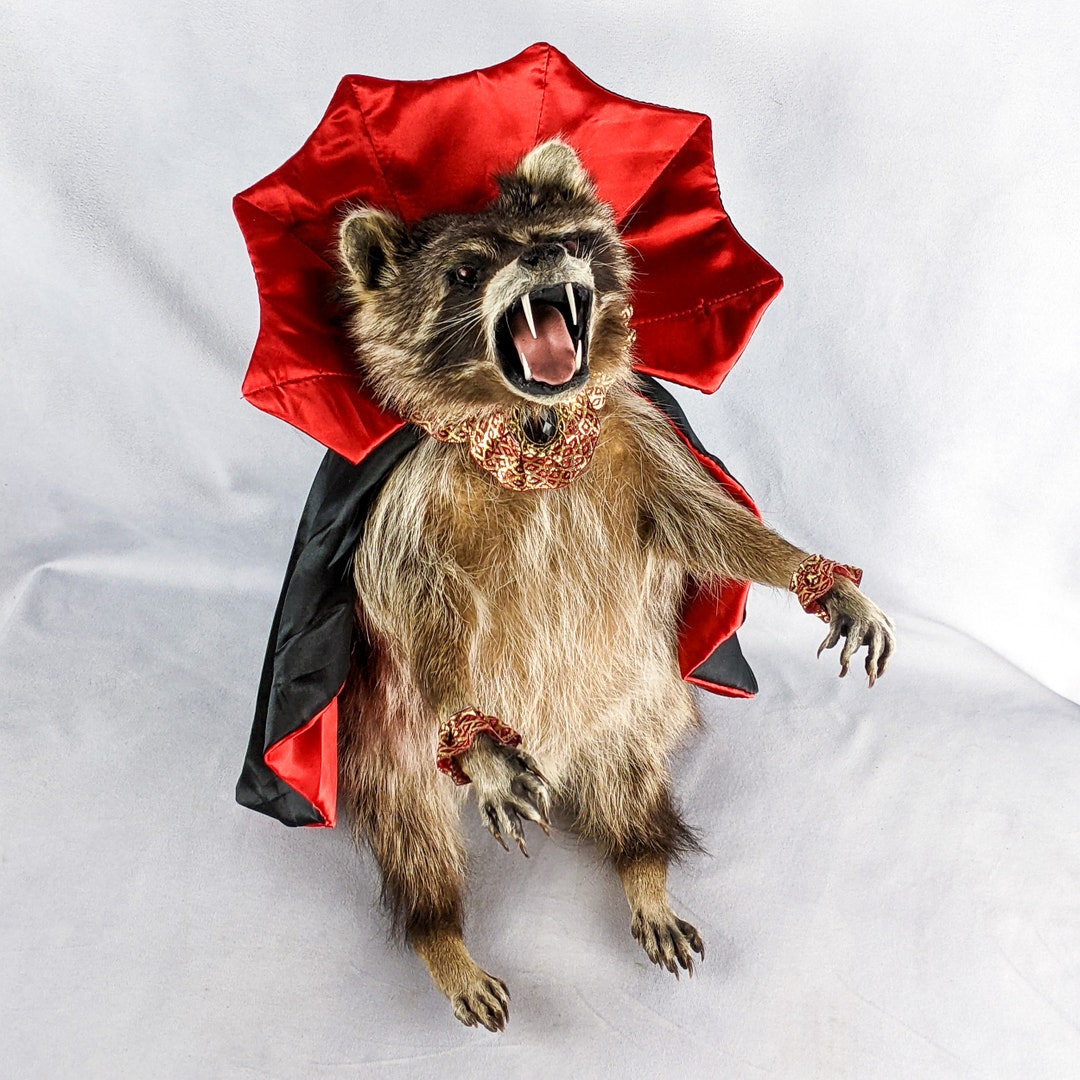 Dracula Raccoon Taxidermy Vampire Oddities Curiosities Fangs Gothic ...