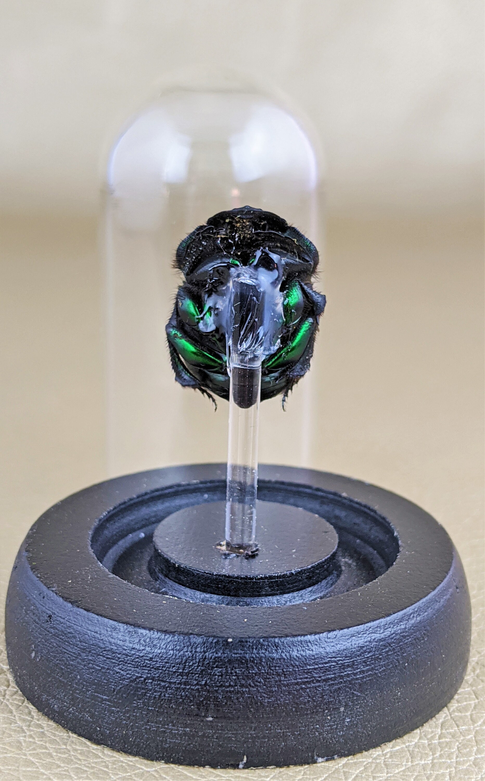 L1B Entomology Taxidermy Green FEMALE Phanaeus demon beetle | Etsy