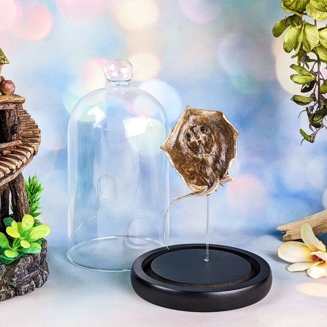 Clearnose Skate Fish Glass Dome Dspy Oddities Curiosity Specimen ...