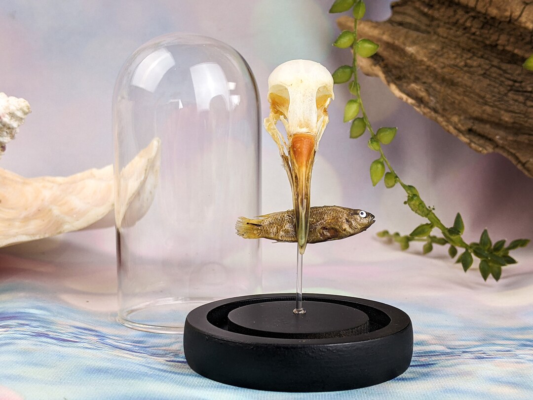 Real Waterhen Bird Skull W/ Fish Taxidermy Oddities Curiosities Glass ...