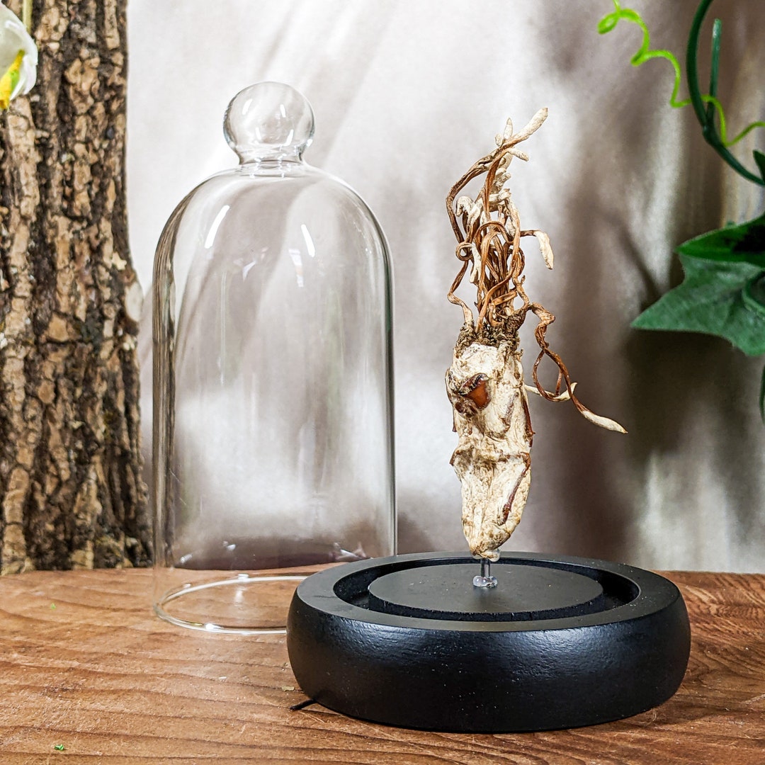 Zombie Cicada Fungus Dome Taxidermy Oddities Curiosities Isaria ... Zombie Cicada Fungus Dome Taxidermy Oddities Curiosities Isaria ...
