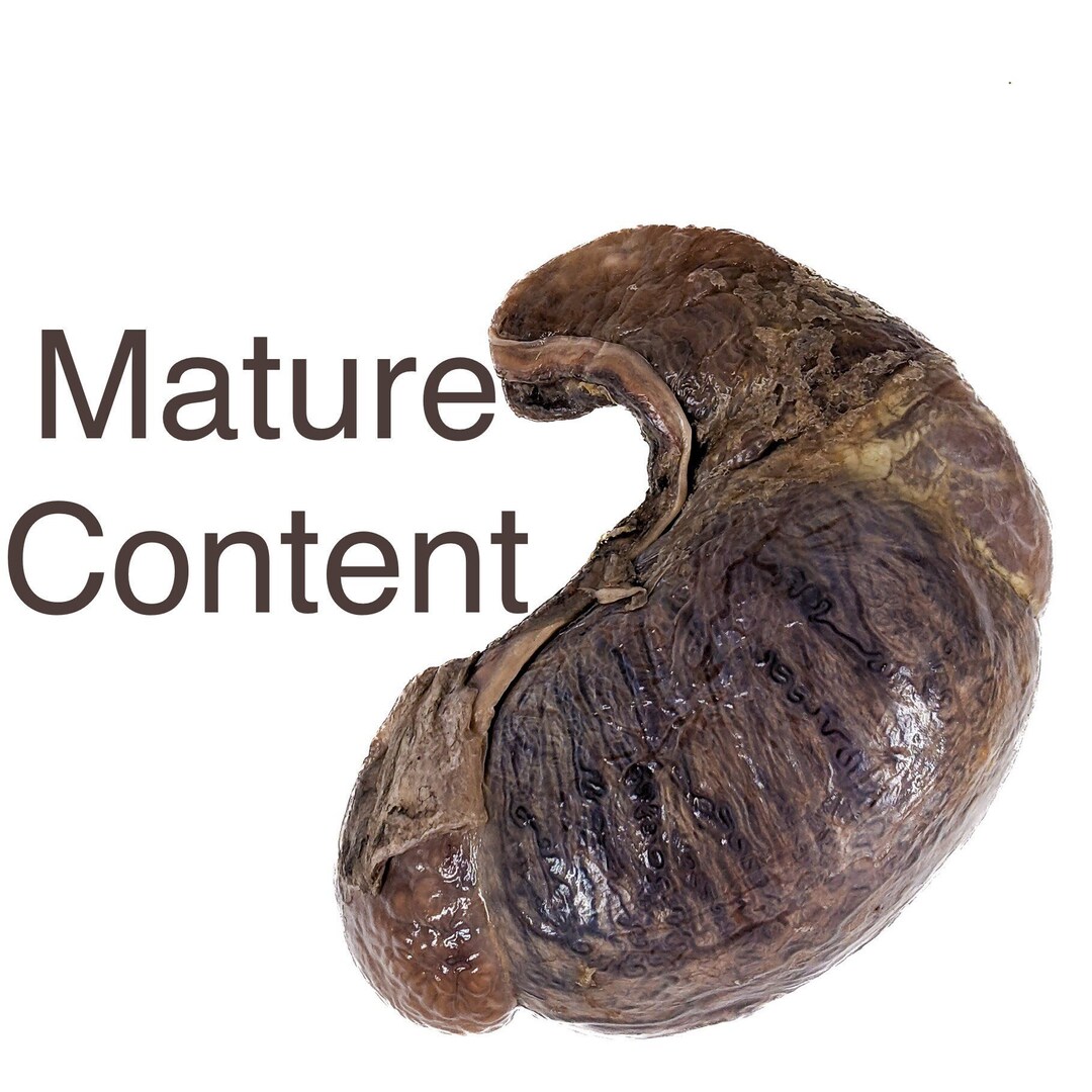 PT4 Pig Testicle HUGE Wet Specimen Preserved Display Collectible ...