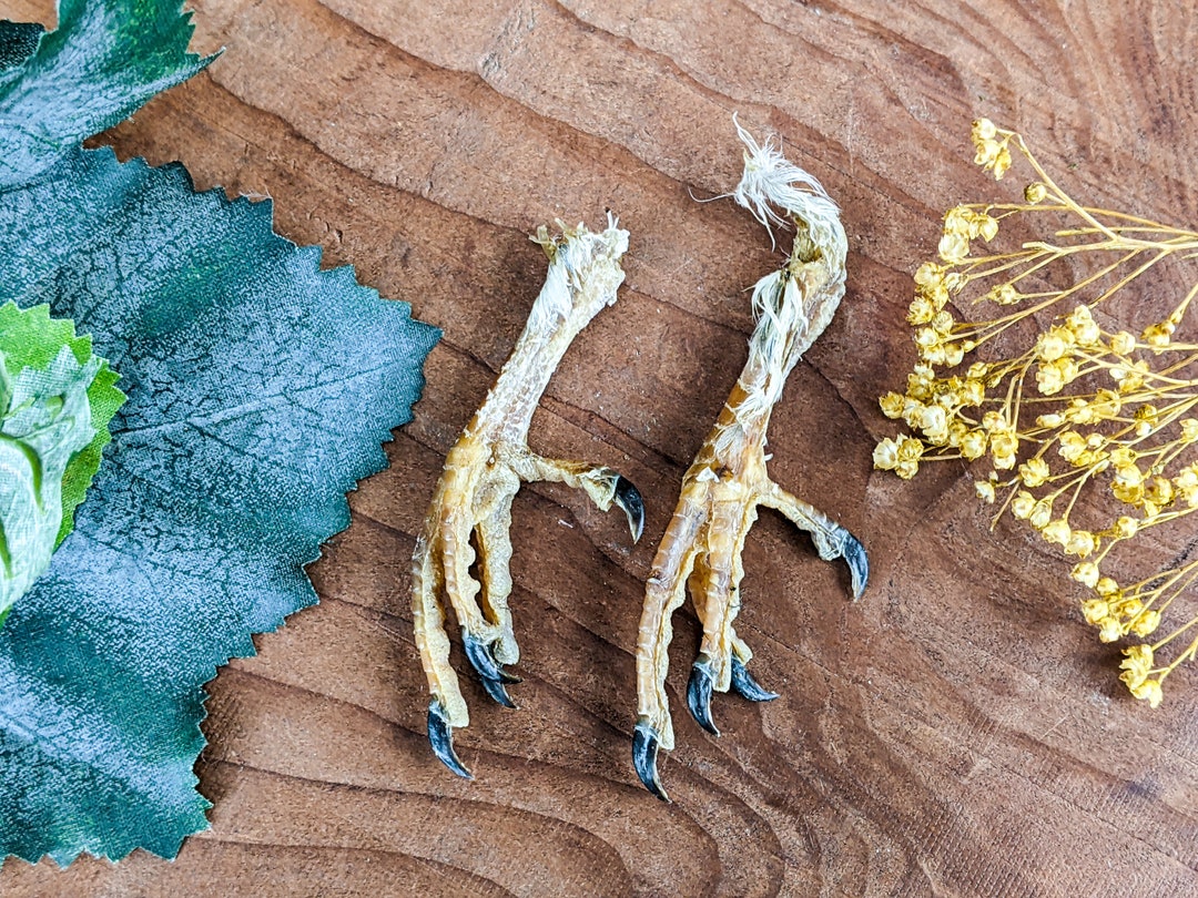 Dove Feet PAIR Taxidermy Craft Voodoo Dog Talon Collectible Oddities ...