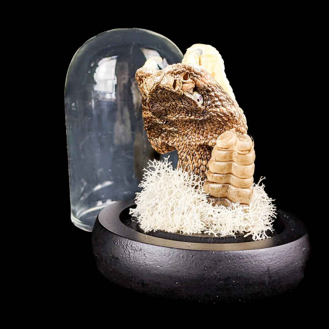 Rattlesnake Snake Head & Tail Taxidermy Oddities Curiosities Glass Dome ...