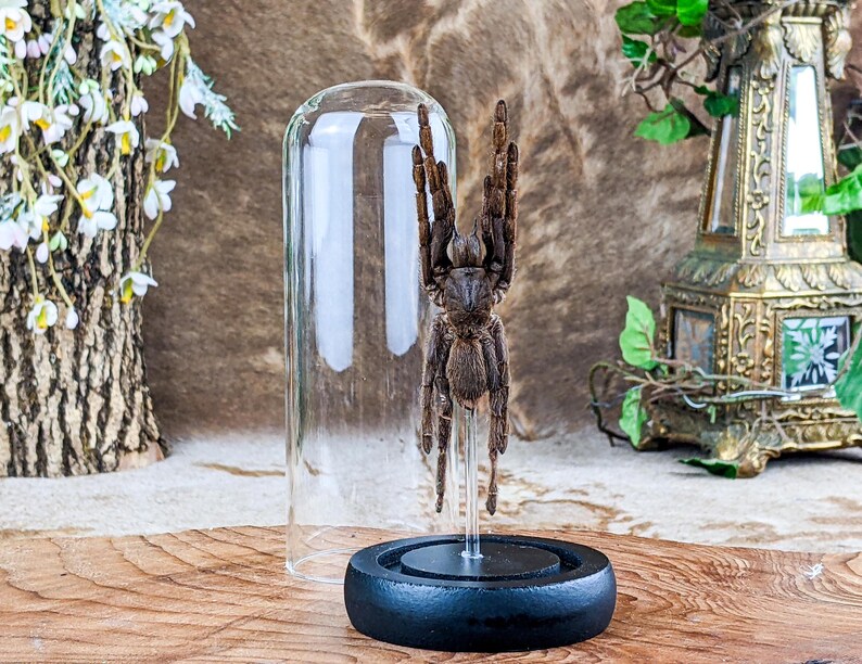 Bird Eating Tarantula Spider Glass Dome Display Taxidermy Entomology ...