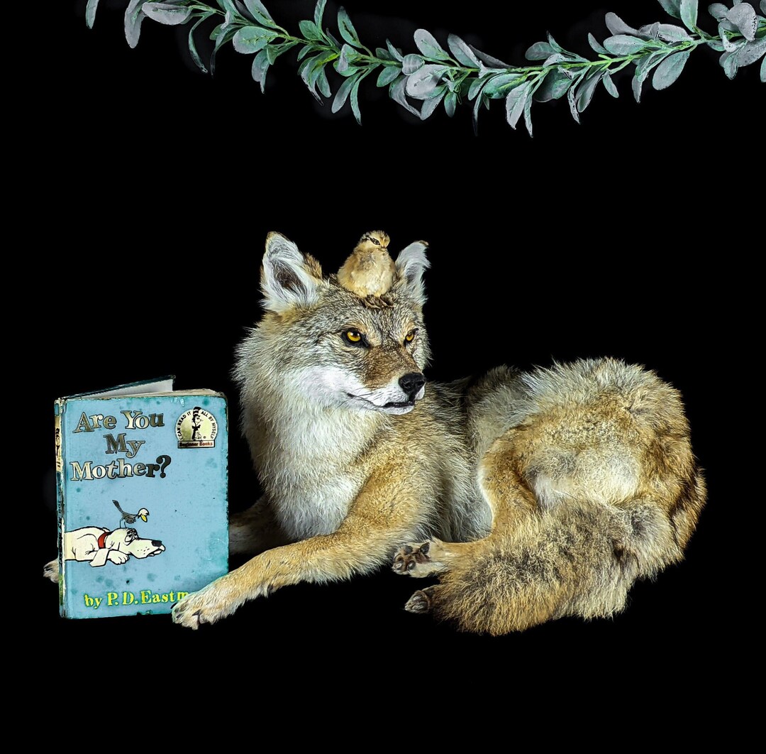 Coyote Prairie Wolf DR Seuss Oddities Collectible Full Mount Taxidermy ...