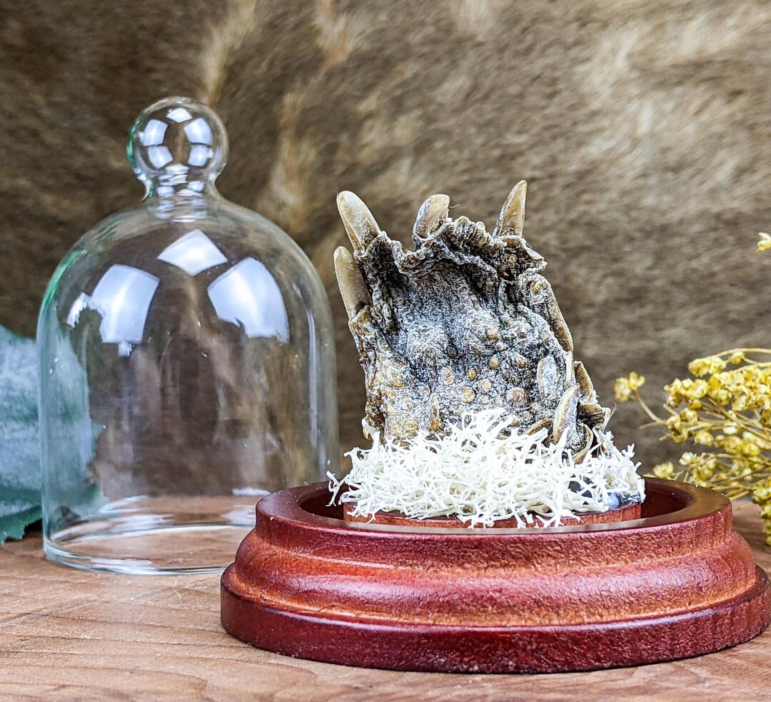 Alligator Claw Glass Dome Display Creepy Curiosities Oddities Taxidermy ...