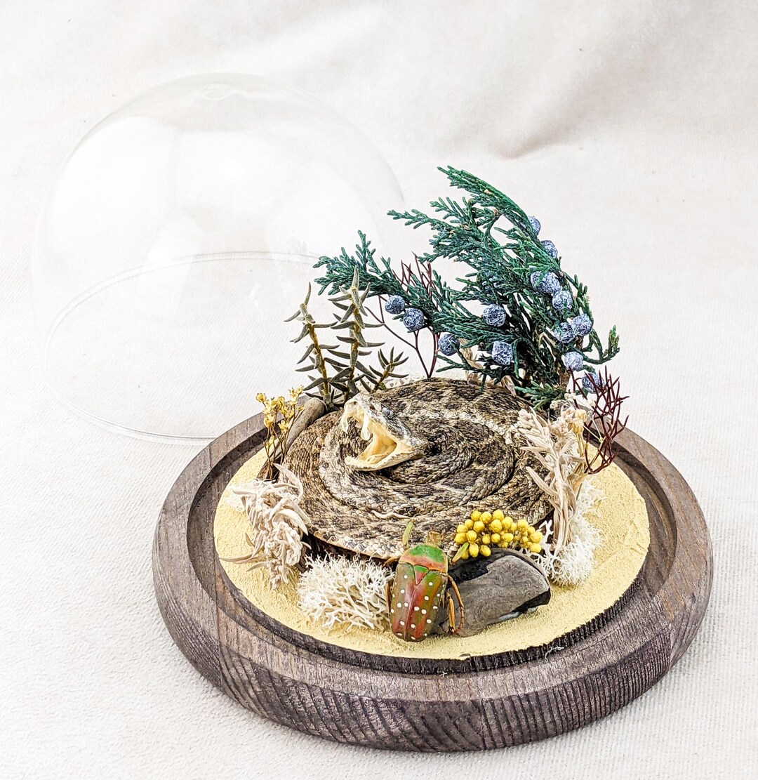 Baby Rattlesnake Display Glass Dome Snake Taxidermy Oddities ...