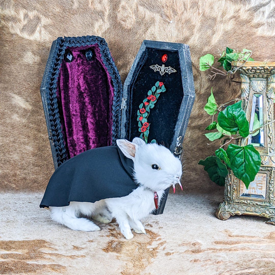 Vampire Dracula Bunny Rabbit Taxidermy Oddities Curiosities Coffin ...