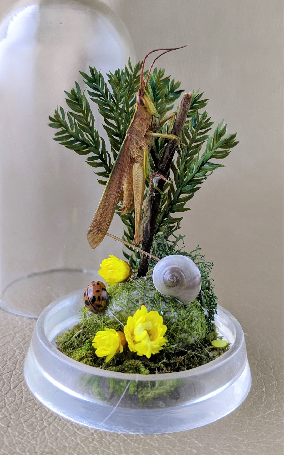 V16d Toothpick Grasshopper Glass Dome Display Entomology Curiosities ...
