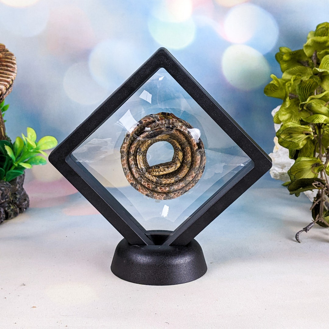 Red Banded Snake Floating Display Specimen Taxidermy Oddities ...