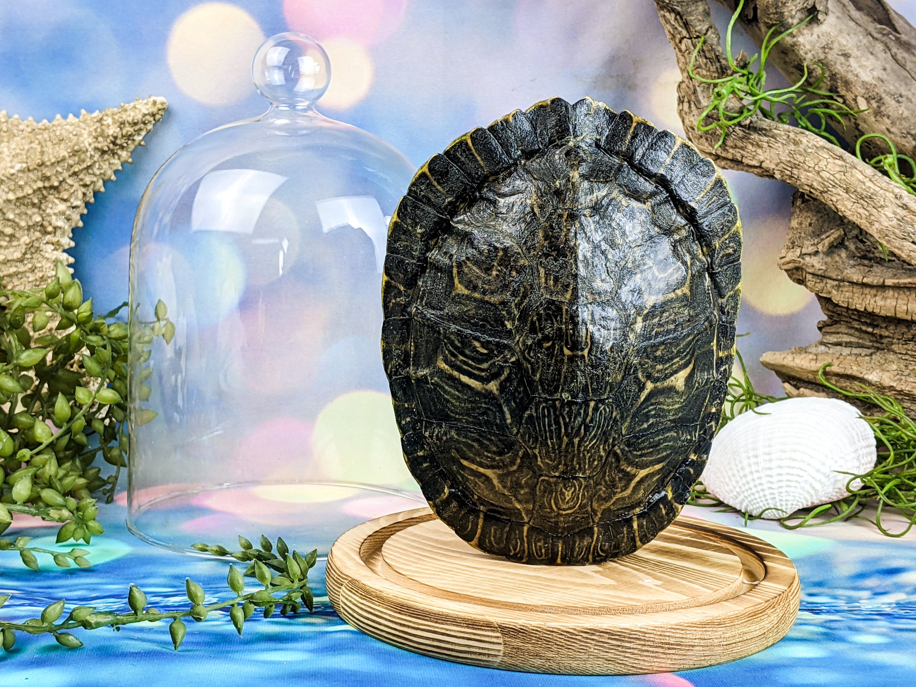 Cecil Turtle Glasses