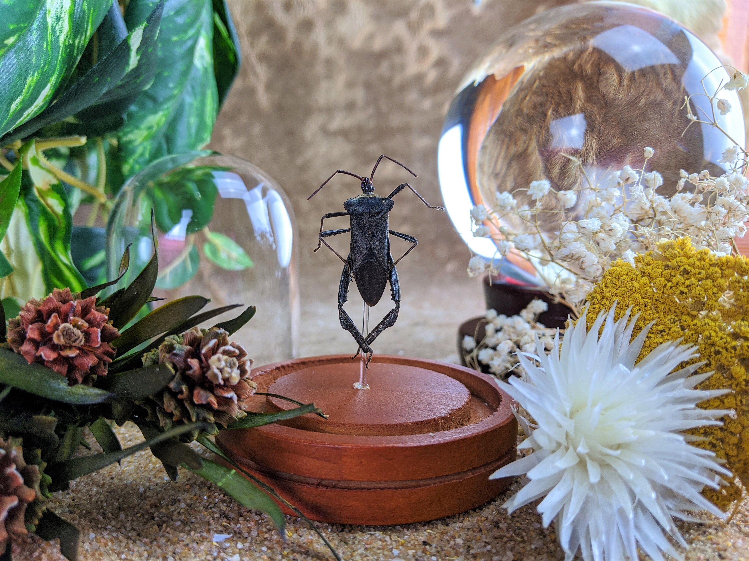 O13 Entomology Taxidermy Large Leaf-footed Bug Glass Dome | Etsy