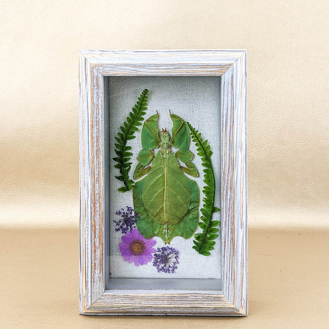 Leaf Mimic Shadowbox Frame Decor Entomology Taxidermy Oddities ...
