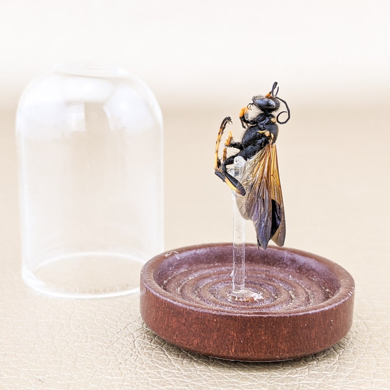E33a Mud Dauber Wasp Glass Dome Display Entomology Taxidermy - Etsy
