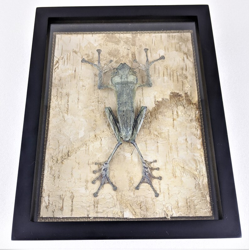 M47c Taxidermy Large Rare F Silver Tree Frog Framed Display - Etsy