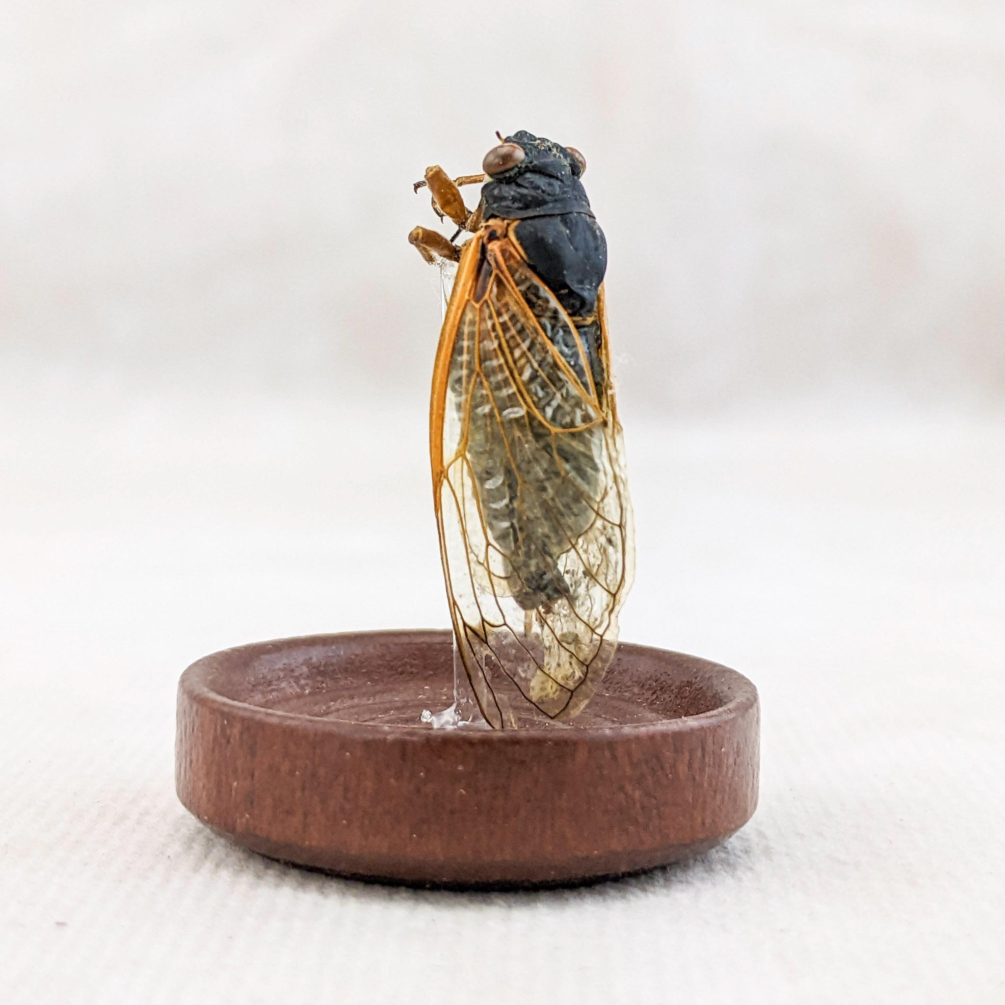 Locust Cicada Glass Dome Display Entomology Taxidermy Oddities ...