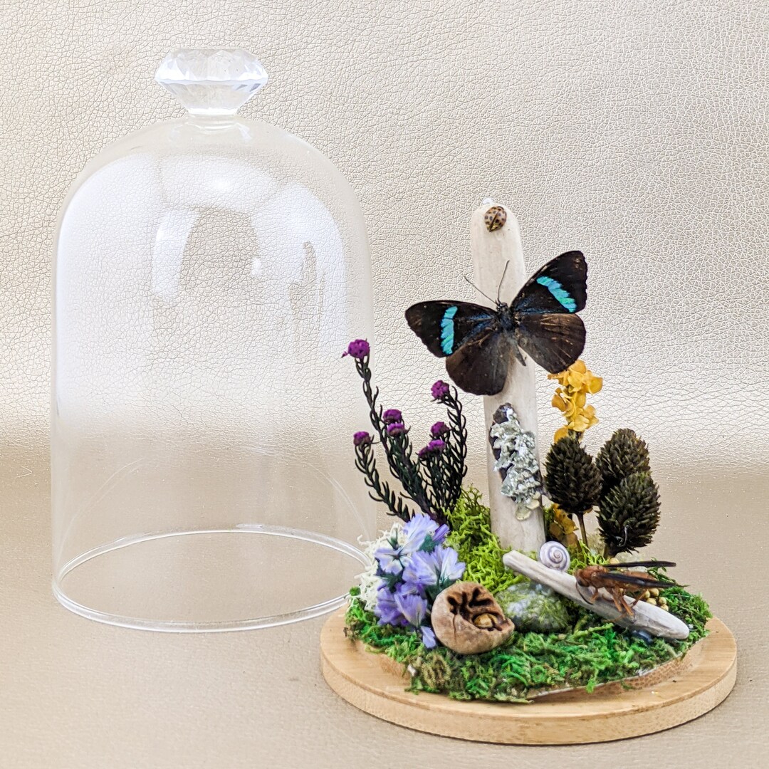 Bf28 Victorian Butterfly Dome Display Taxidermy Entomology Oddities ...