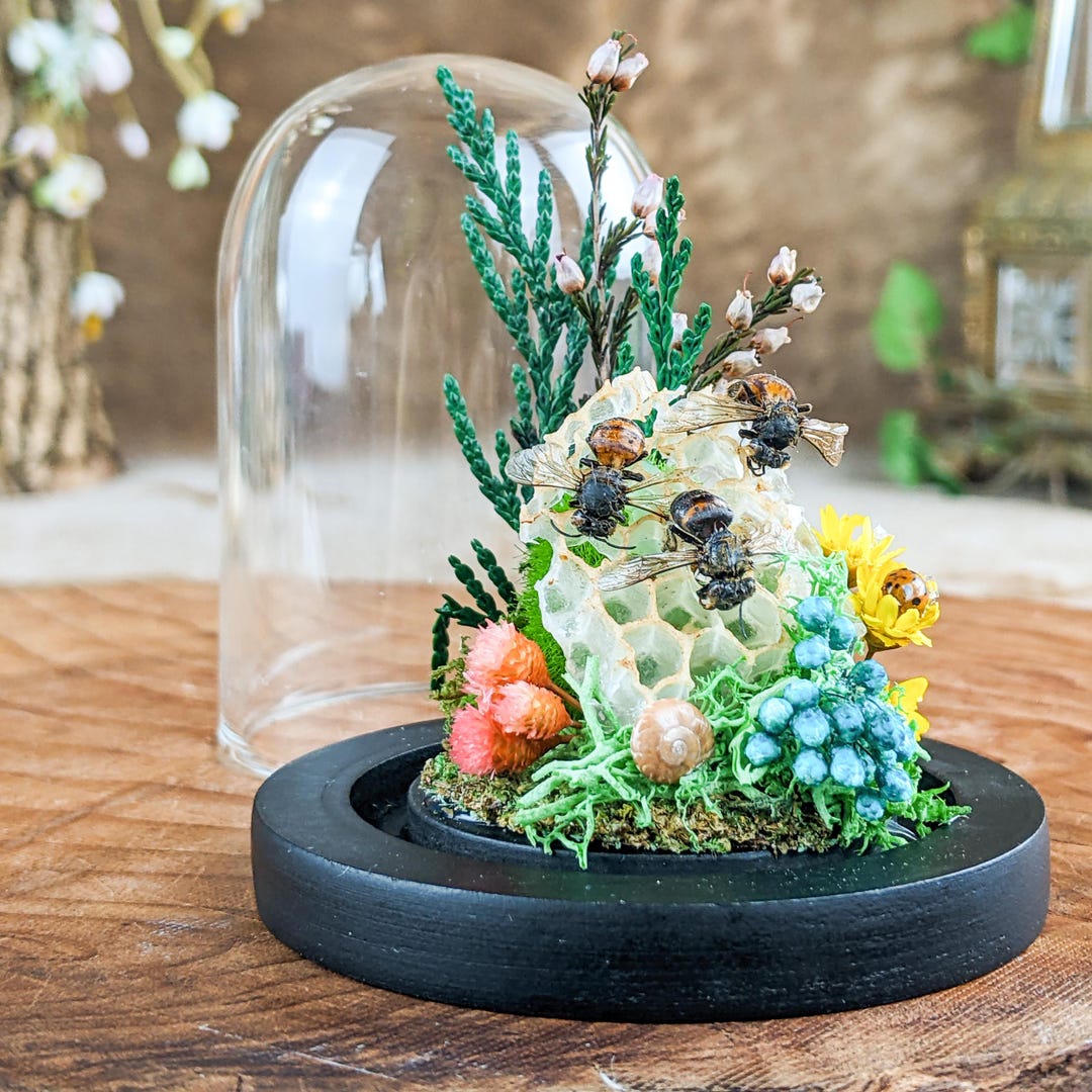Honey Bee Bees Comb Glass Dome Display ONE Entomology Taxidermy Gift ...