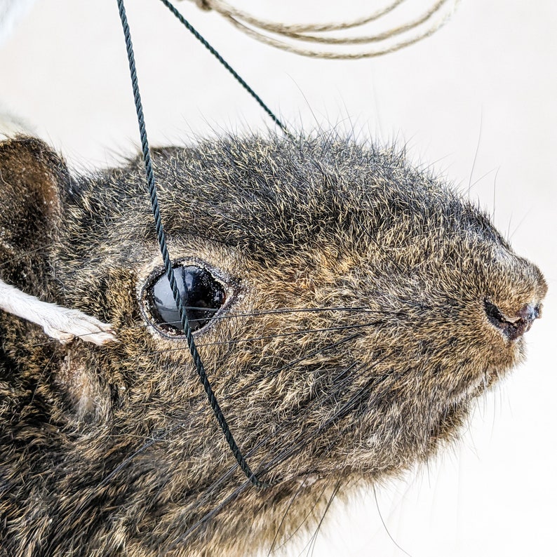 Cowboy Mouse Riding Real Squirrel Cute Taxidermy Oddities Curiosities ...