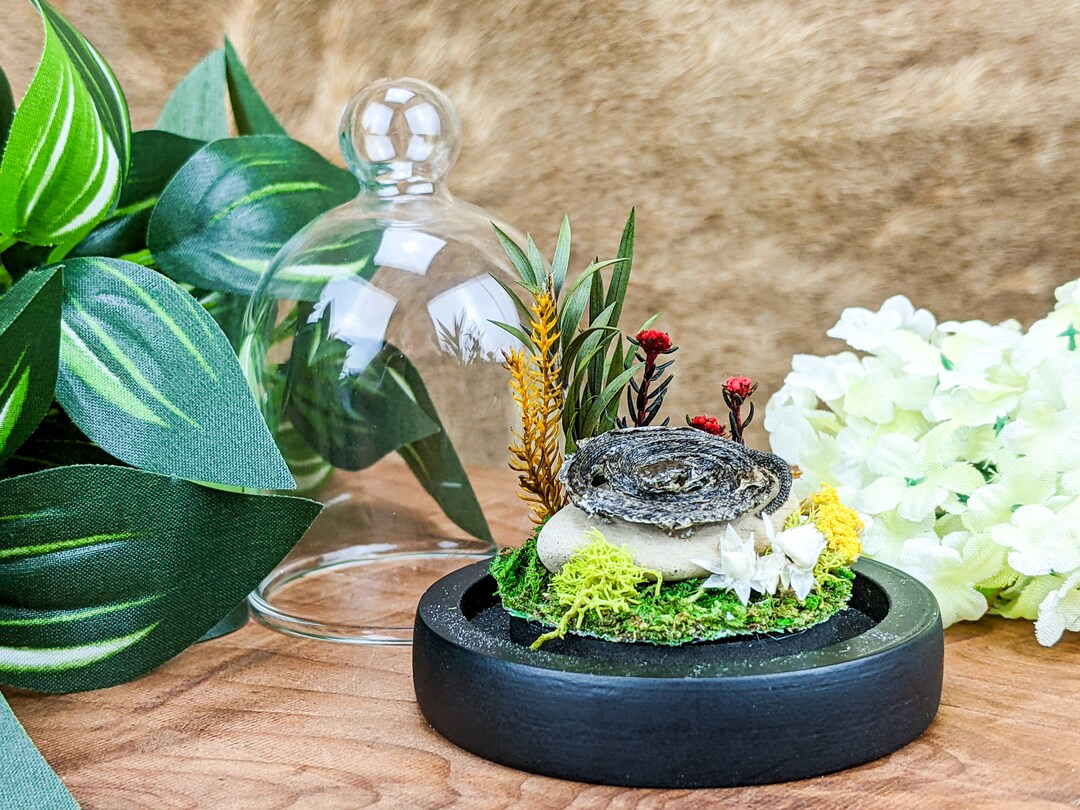 K64g Baby Many Banded Krait Snake Glass Dome Taxidermy Oddities ...