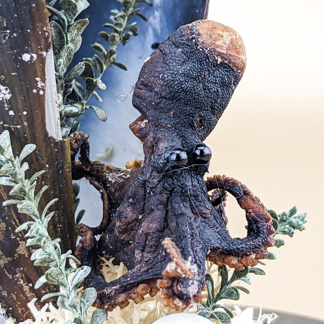 W196b Octopus Shell Display Collectible Dome Taxidermy - Etsy
