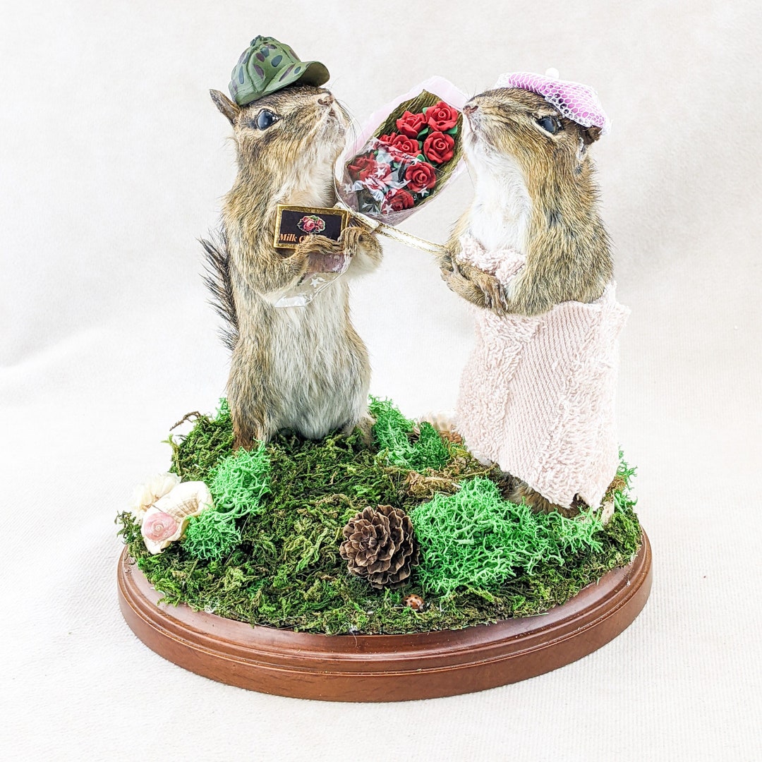 Chipmunk Couple Standing Display Collectible Taxidermy Anthropomorphic ...